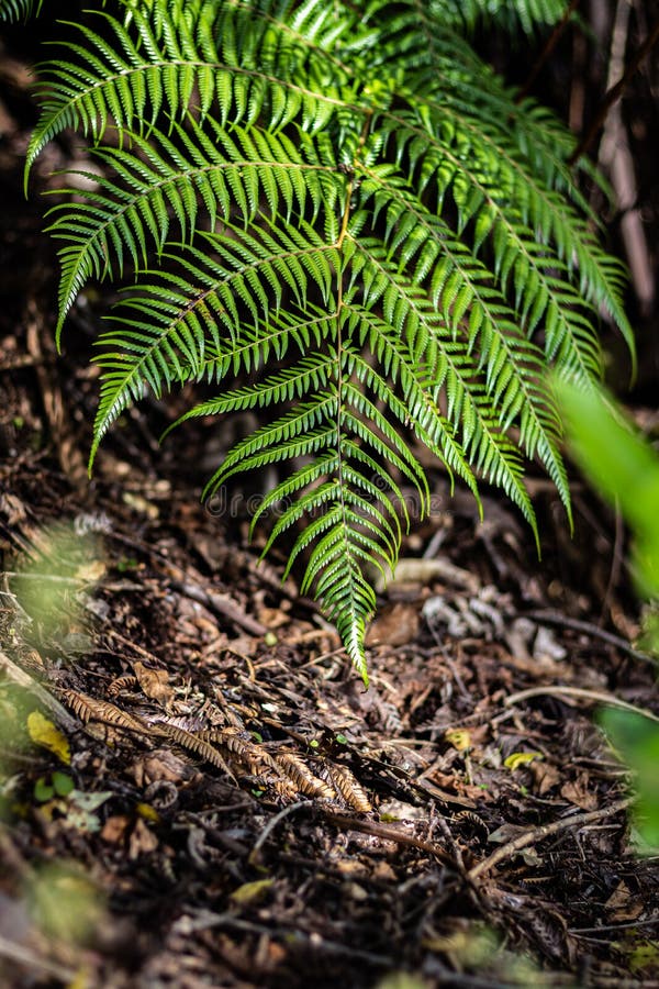 A Ponga Fern Frond Points Downward in Front of the Ground in the ...