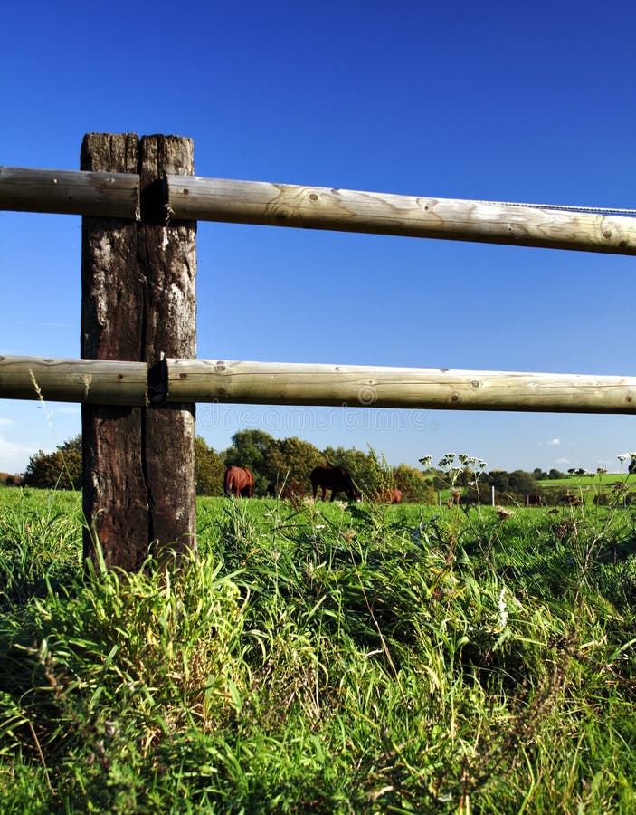 Ponga La Cerca Y Los Caballos En Un Cercado Foto de archivo - Imagen de ...