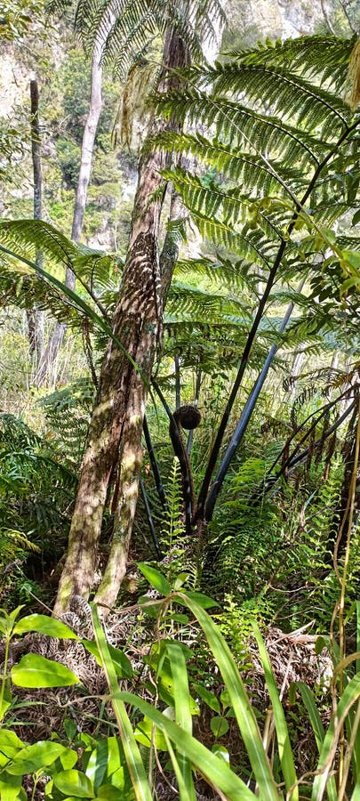 Ponga (New Zealand Silverfern) Stock Photo - Image of fern, ponga ...