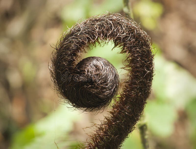 Ponga tree frond stock image. Image of spiral, forest - 66855109