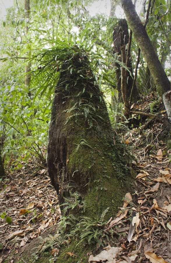 306 Ponga Tree Stock Photos - Free & Royalty-Free Stock Photos from ...