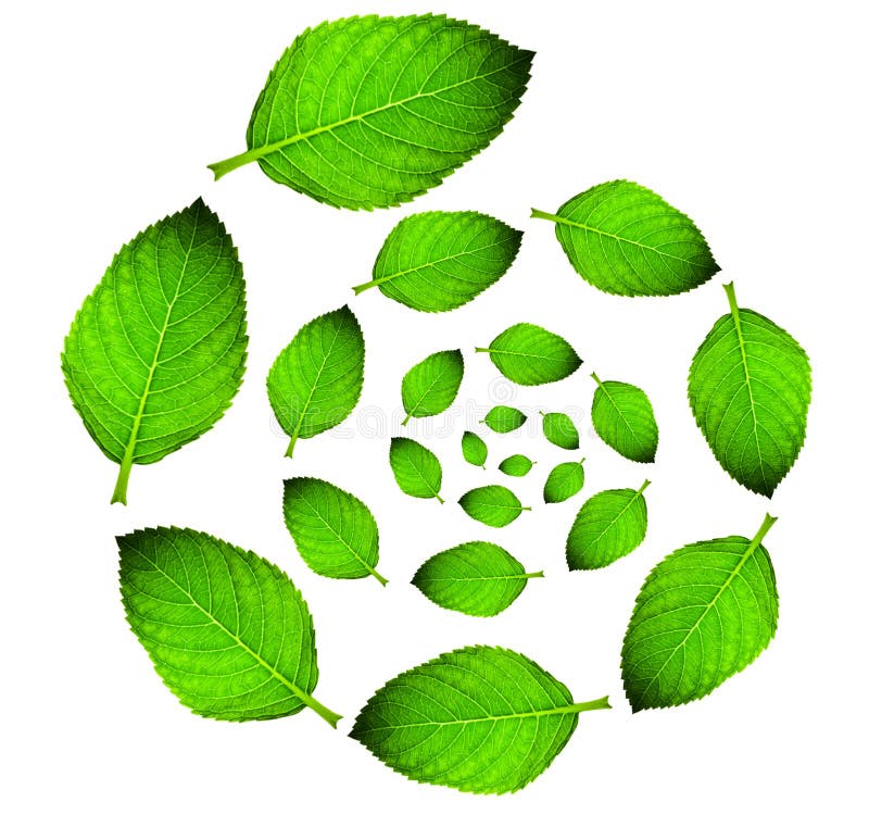 Círculo de hoja verde imagen de archivo. Imagen de concepto - 20902289