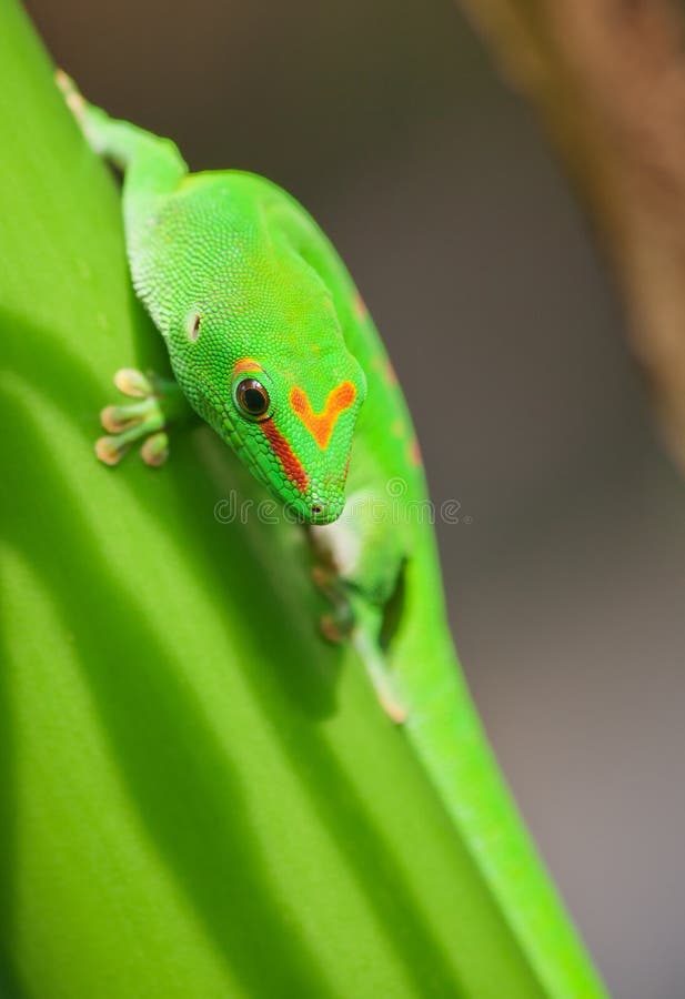 Gecko verde foto de archivo. Imagen de fondo, lagarto - 20150016