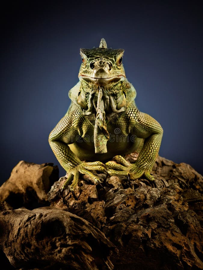 Iguana foto de archivo. Imagen de fauna, animal, claxon - 14105008