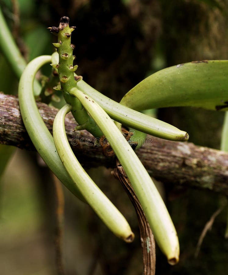 Ponga verde la vainilla foto de archivo. Imagen de planta - 7485990