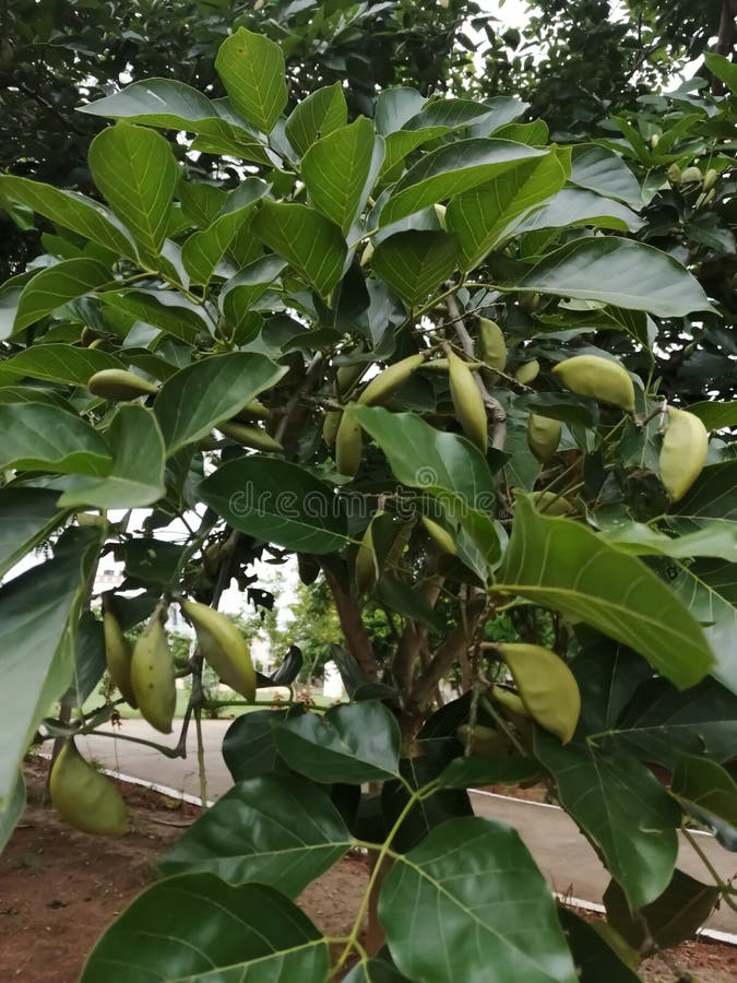 Pongamia Pinnata is a Multipurpose Tree, it is a Bio Diesel Plant Stock ...