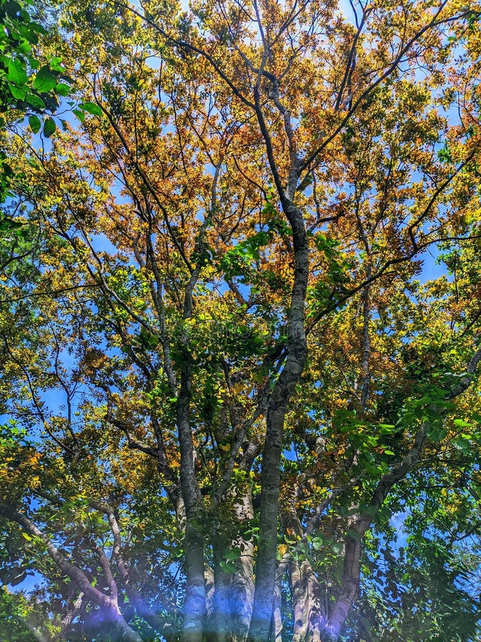 Pongamia Pinnata Tree Changes Leaves Stock Image - Image of ...