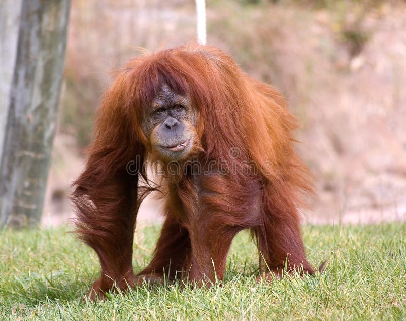 Pongo pygmaeus stockfoto. Bild von tier, portugal, nave - 7597836