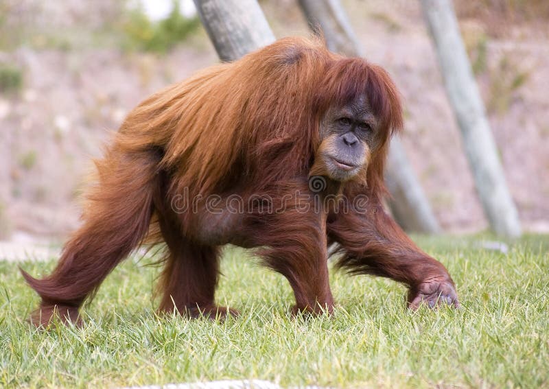 Pongo pygmaeus stock image. Image of utan, nature, pygmaeus - 7597837