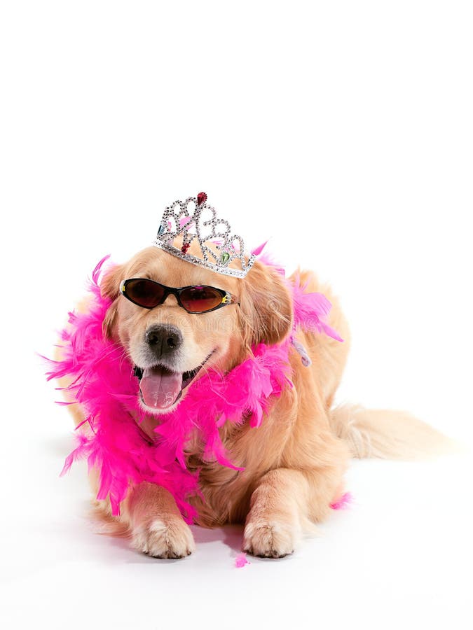 Poniendo a La Princesa Perro Perdiguero De Oro Imagen de archivo ...