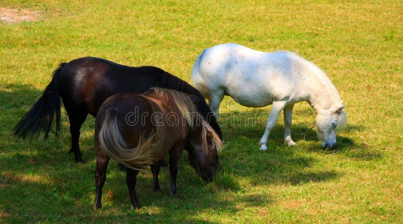 Ponies eating grass stock photo. Image of grass, horse - 97376072