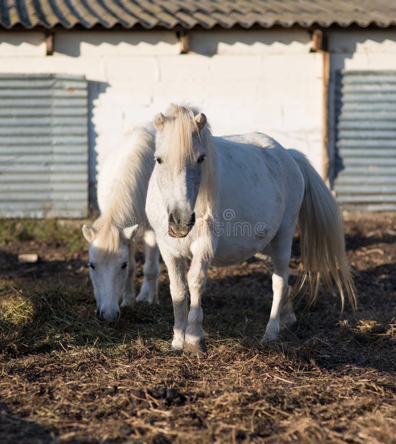 Ponies on the farm stock image. Image of natural, animals - 139941053