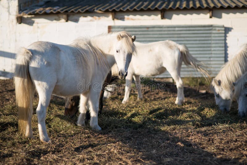 Ponies on the farm stock photo. Image of horse, countryside - 139941222