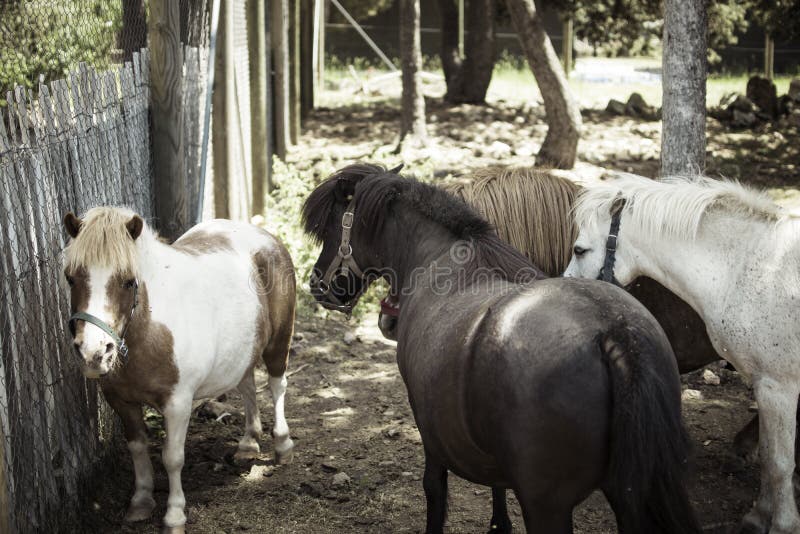 Ponies Grazing in a Barn on the Mountain Stock Photo - Image of mammal ...