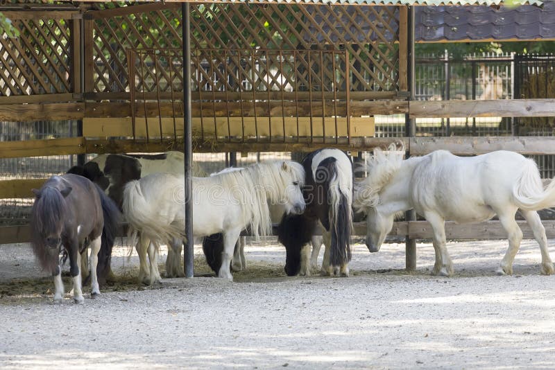 Ponies stock photo. Image of amuse, horses, barn, grazing - 57044742