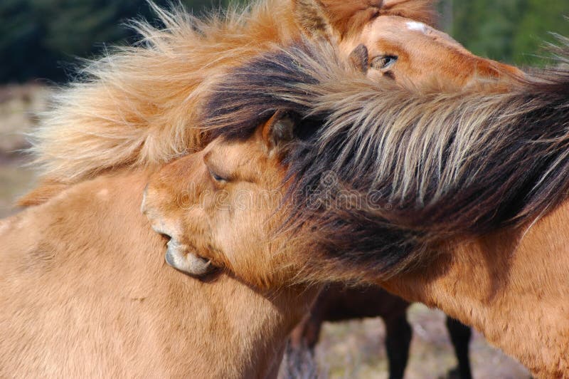 Ponies Grooming stock image. Image of bite, pony, wild - 2251635