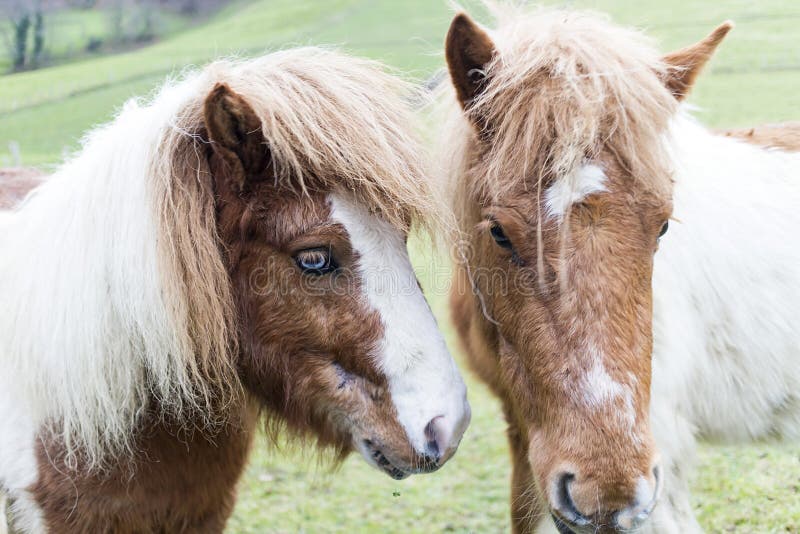 Ponies stock photo. Image of pony, fair, hair, animal - 86088602