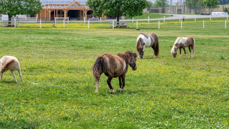Ponies and Miniature Ponies Grazing in Field Editorial Photography ...