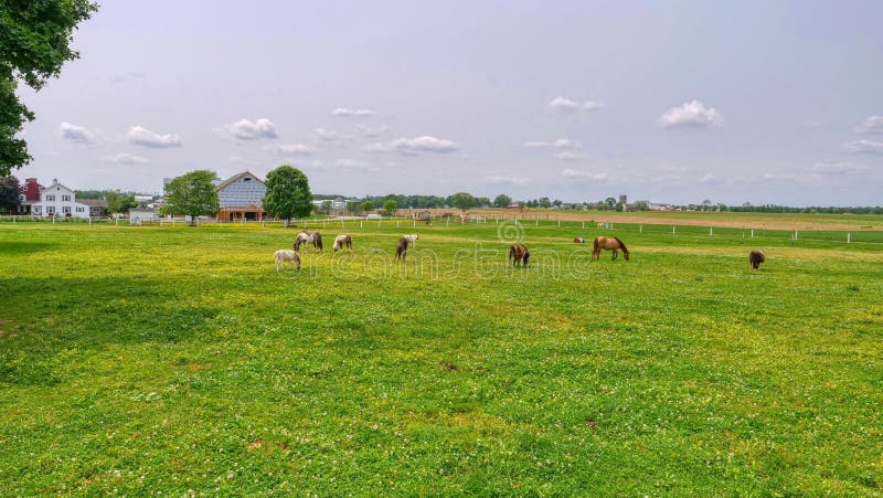 Ponies and Miniature Ponies Grazing in Field Stock Image - Image of ...