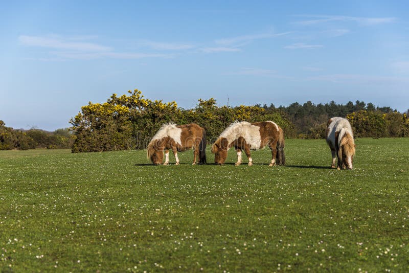 Ponies in the New Forest stock image. Image of national - 42866691