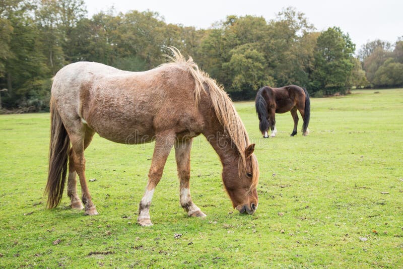 Ponies in the New Forest stock photo. Image of england - 46967442
