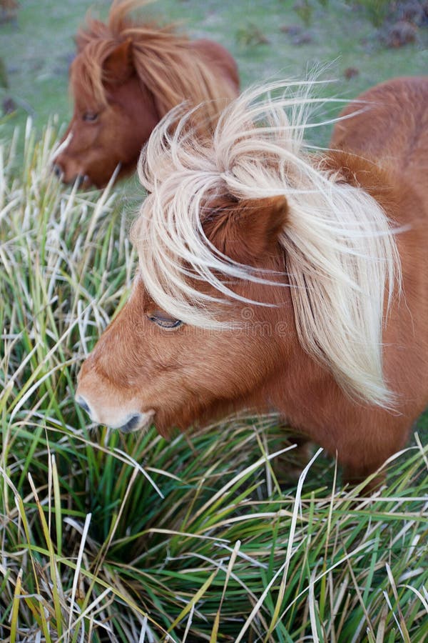 Ponies in Padock stock image. Image of livestock, horse - 32452559