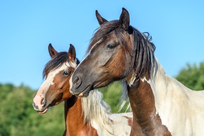 Ponies in a Pasture in the Countryside Stock Photo - Image of portrait ...