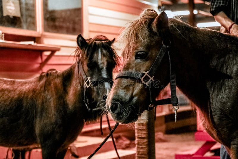 Ponies in stable stock image. Image of stand, animal - 83024391