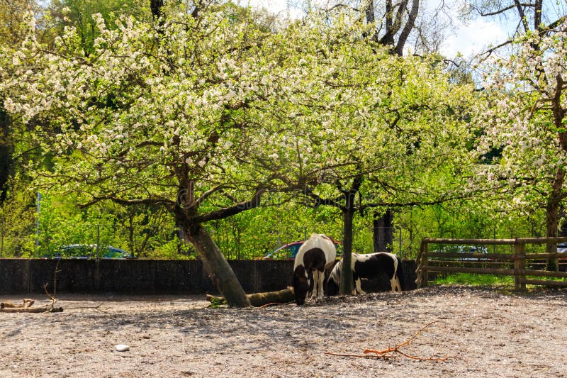 Ponies Under Blooming Apple Tree in Garden at Spring Stock Image ...