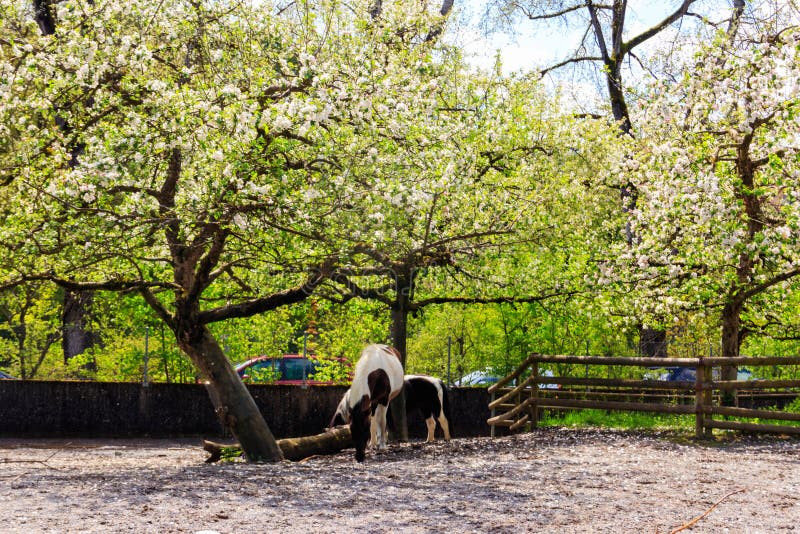 Ponies Under Blooming Apple Tree in Garden at Spring Stock Photo ...