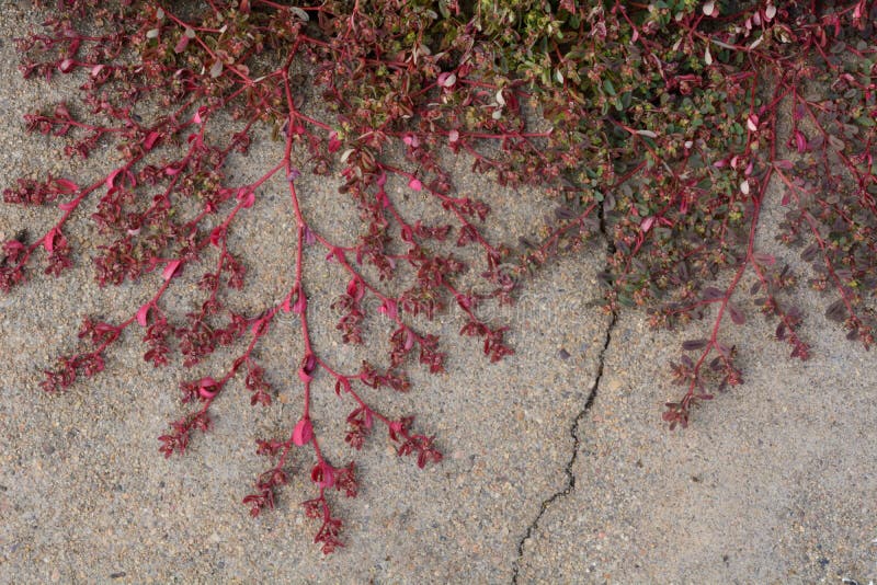 315 Perseverance Pink Stock Photos - Free & Royalty-Free Stock Photos ...