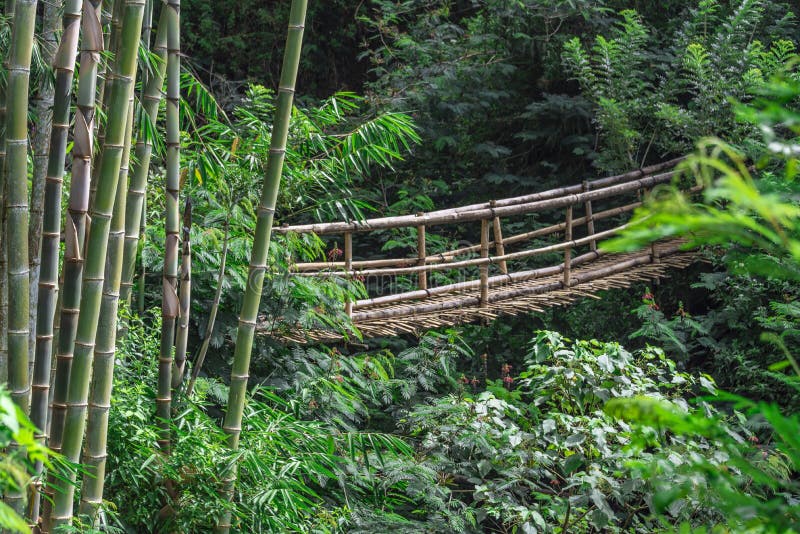 Un Pont En Bambou Dans La Jungle Tropicale Des Philippines Image stock ...