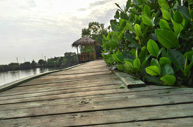 Pont Mangrove Spot Kali Mireng Image stock - Image du passerelle ...