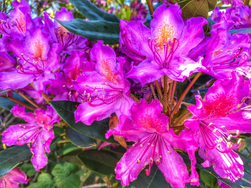 Pontic or Common Rhododendron Flower Stock Photo - Image of blossoms ...