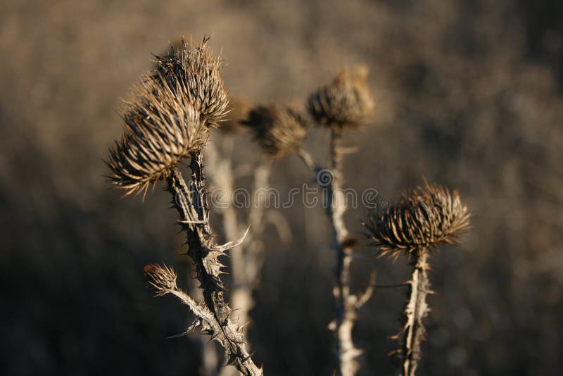 Ponto afiado imagem de stock. Imagem de fundos, fundo - 1708157