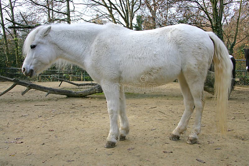 Pony 1 stock photo. Image of domestic, mane, white, horse - 1664340