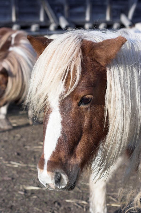 Pony stock image. Image of outside, small, cute, mammal - 11825847