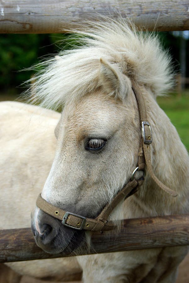 Pony stock photo. Image of brown, pretty, equine, cute - 13130398