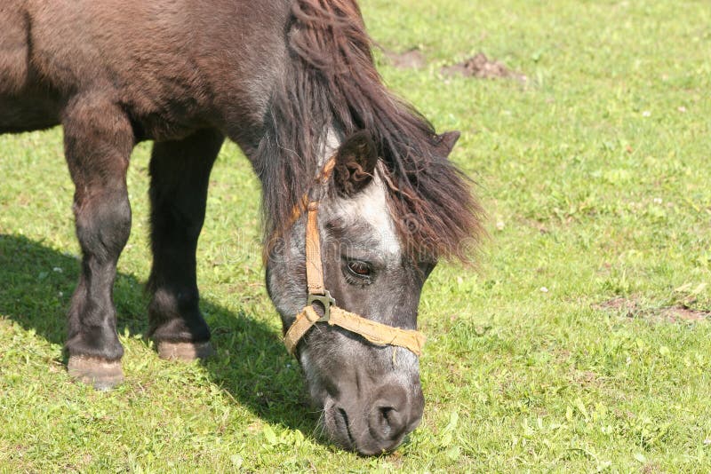 Pony stock photo. Image of natural, green, agricultural - 20416408
