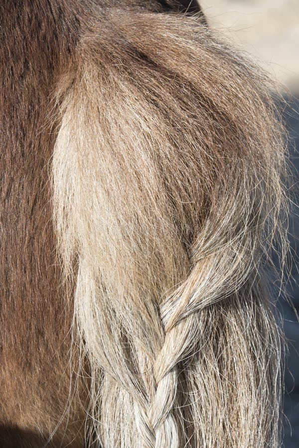 Pony-tail stock photo. Image of detail, mammal, sport - 110752020