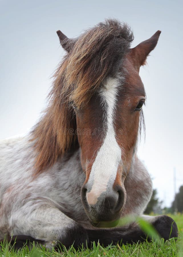 Pony stock photo. Image of cute, beauty, field, grass - 31265518