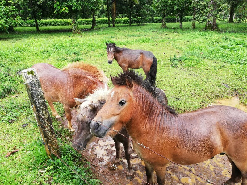 Pony. Beautiful Mini Horse in a Farm Stock Image - Image of grass, mare ...