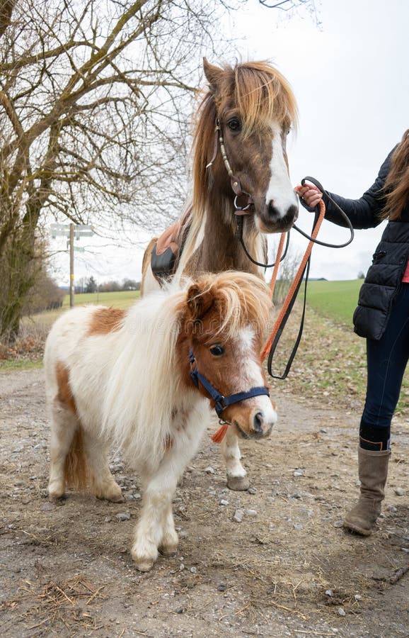 A pony and a big horse stock photo. Image of horse, comparison - 214148234