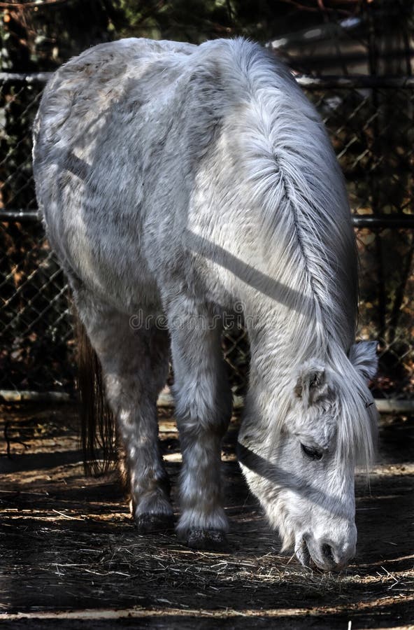 Pony Blanco Come Heno Cerca De La Cerca 1 Foto de archivo - Imagen de ...