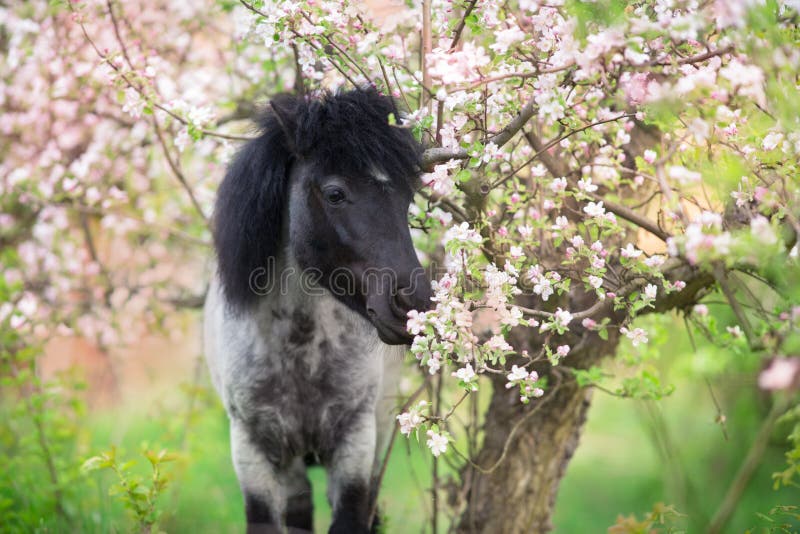 Pony in blossom garden stock photo. Image of brown, sorrel - 170361266