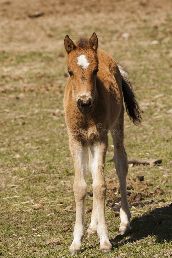 Pony colt stock image. Image of ponnies, youngster, colts - 66406201