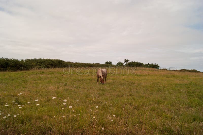 A pony in a country field stock photo. Image of pony - 82753706