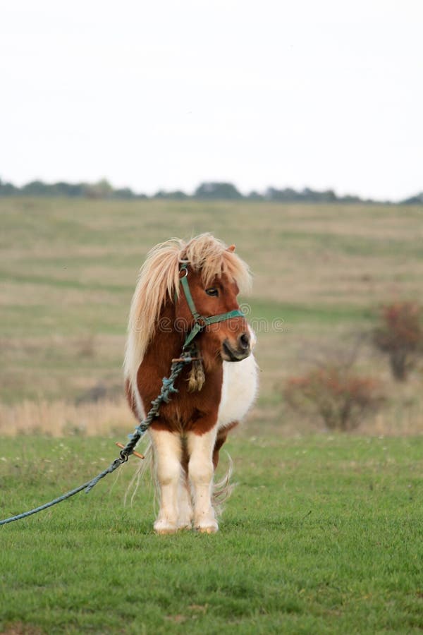 Pony in the country side stock image. Image of redhorse - 84958891