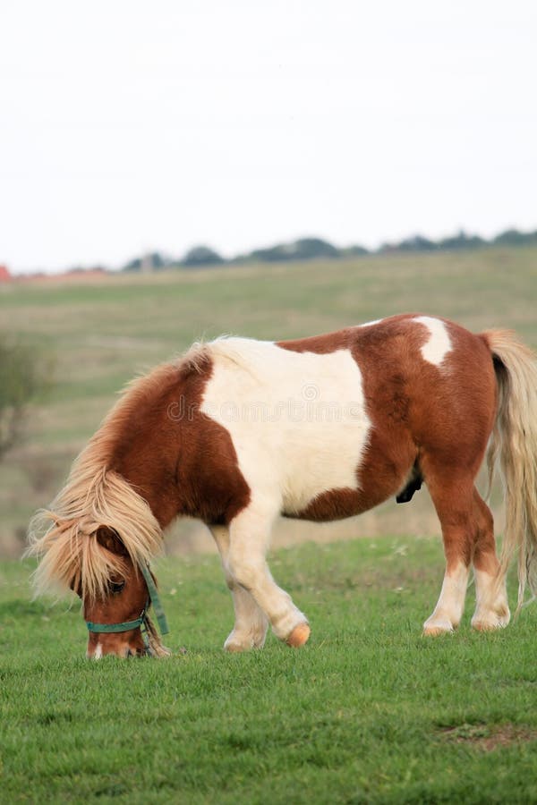 Pony in the country side stock image. Image of pony, mane - 84958941