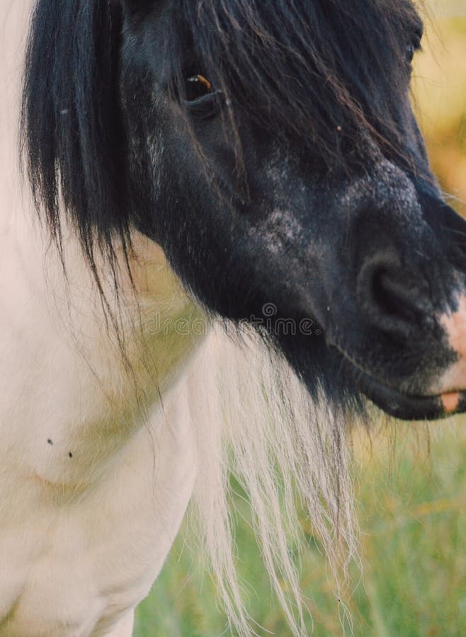 Pony stock image. Image of pinto, mane, countrylife, pony - 55475035